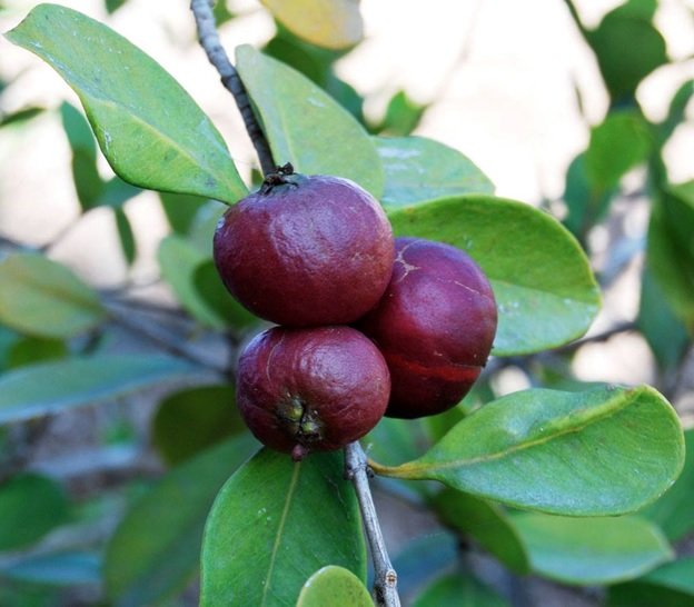 HARITHA BIO PARK KERALA : A REAL EDUTAINMENT FROM NATURE