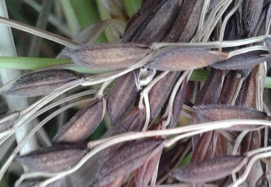 JOHA RICE – THE NUTRACEUTICAL OF CHOICE IN DIABESTES MANAGEMENT