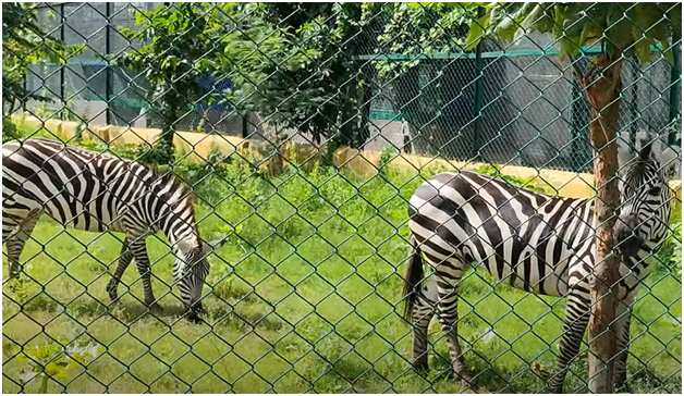 WILDLIFE : NEW TOWN MINI ZOO TO HOST LIONS AND TIGERS SAYS WEST BENGAL ...