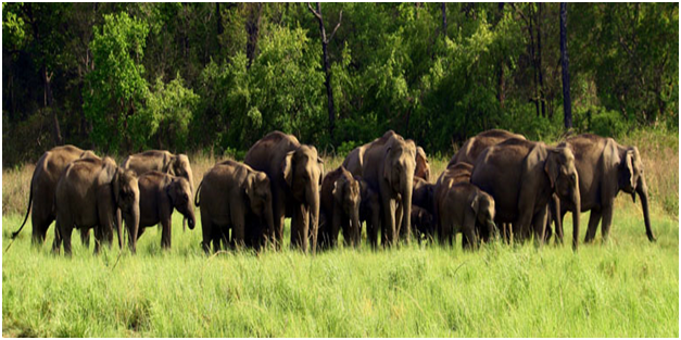 WILDLIFE : THIRTY THREE ELEPHANT RESERVES ESTABLISHED IN FOURTEEN MAJOR ...